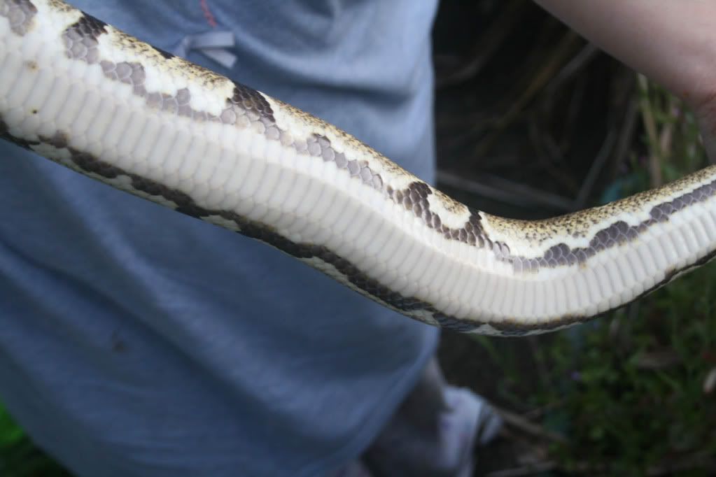 Wales - Breeding weight male Mojave Royal & 100% het pied male Royal Python. | Reptile Forums