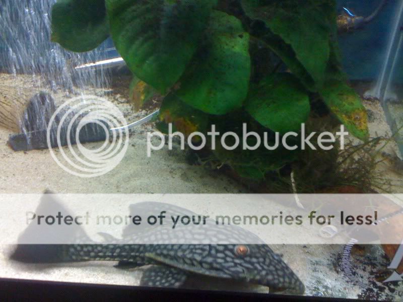 L330 watermelon Pleco | MonsterFishKeepers.com