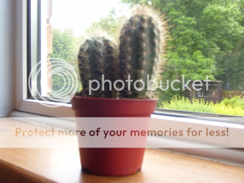 Urgent!!!! Split cacti!! Pictures inside.... - CactiGuide.com