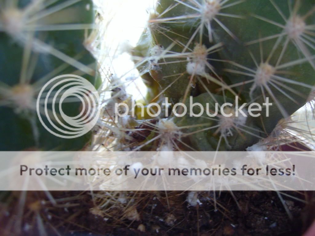 Urgent!!!! Split cacti!! Pictures inside.... - CactiGuide.com