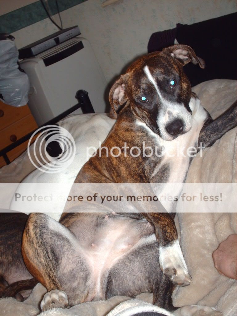 Dont you just love Staffys!! (pics - heavy) | Reptile Forums