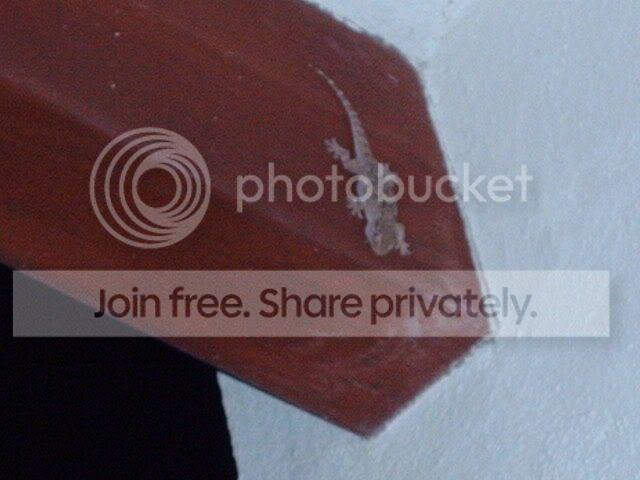 Menorca I saw geckos! | Reptile Forums