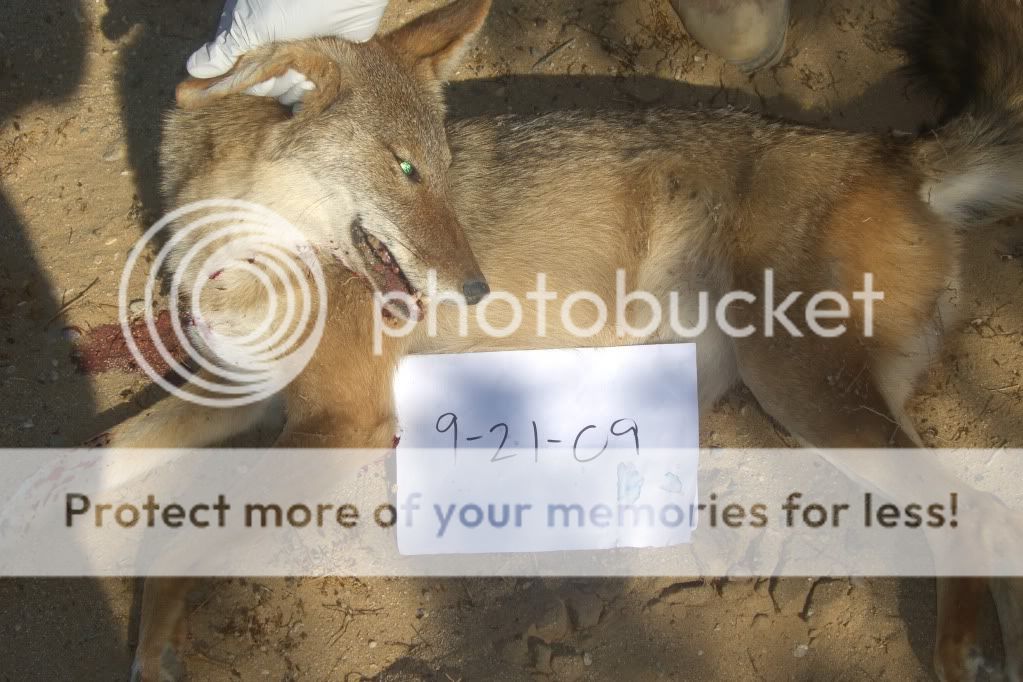 Dead Predator Picture Thread!!! | Bloodydecks