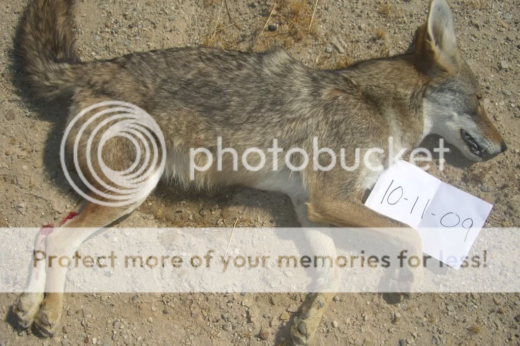 Dead Predator Picture Thread!!! | Bloodydecks