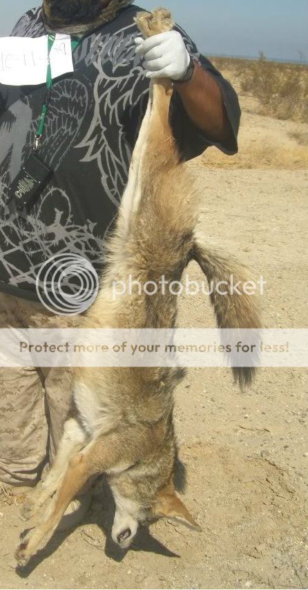 Dead Predator Picture Thread!!! | Bloodydecks