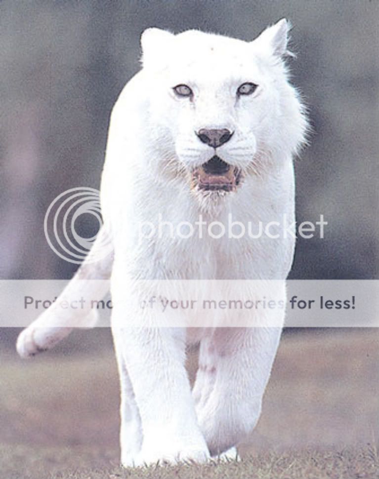 Pure White Tiger Photo by nealjamiel | Photobucket