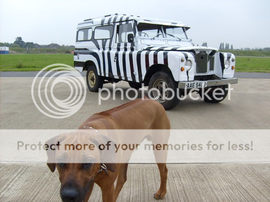 Zebra Rover! - Page 1 - Land Rover - PistonHeads UK