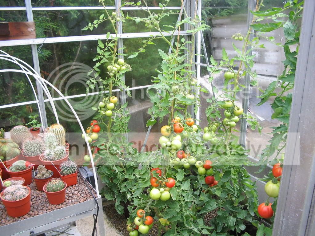 Ring culture tomatoes grown on straw or vermiculite in Grow Your Own ...