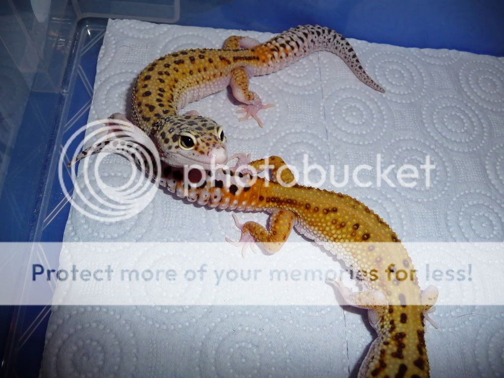 What Leopard Gecko Morph is she?? Meant to be patternless eclipse ...