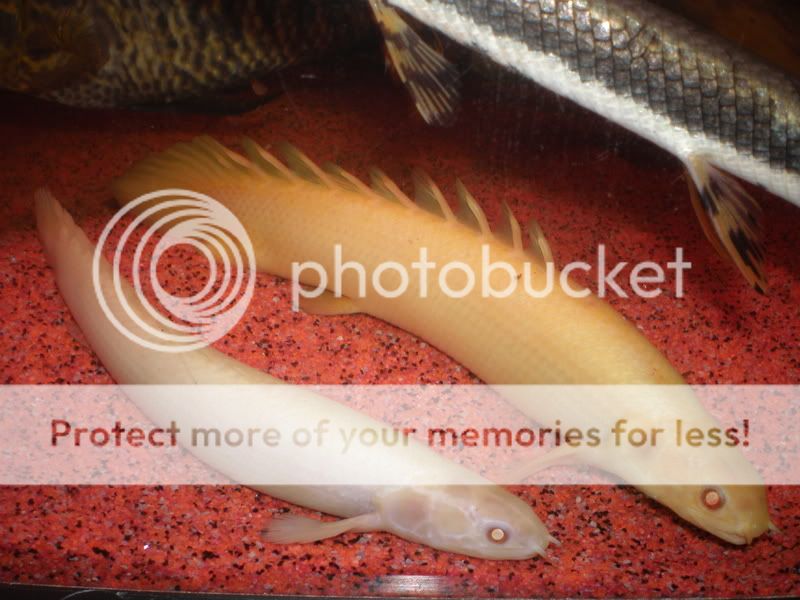 Xanthic Senegal? | Page 2 | MonsterFishKeepers.com