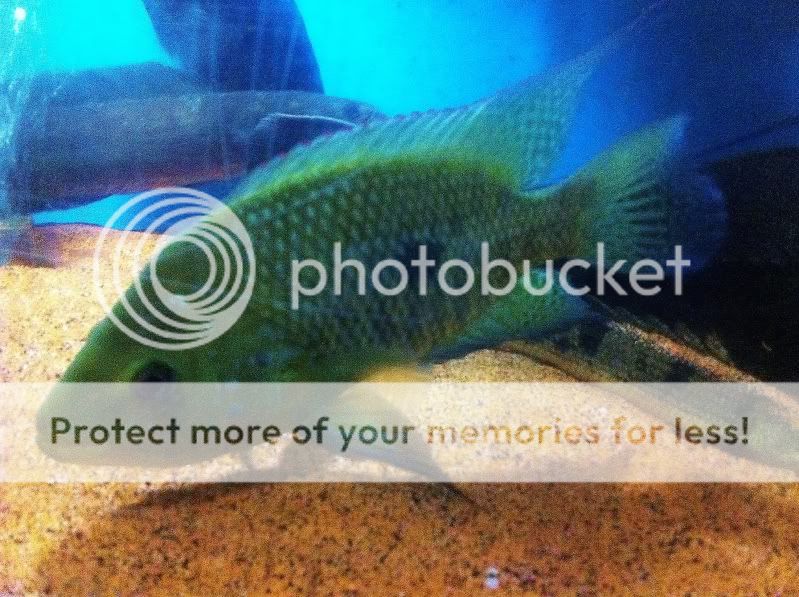 Male Umbee Cichlid | MonsterFishKeepers.com