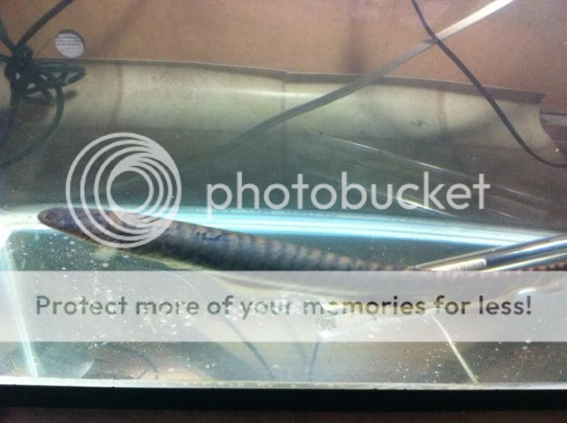 19" Tiger Knifefish (Gymnotus Tigre) | MonsterFishKeepers.com