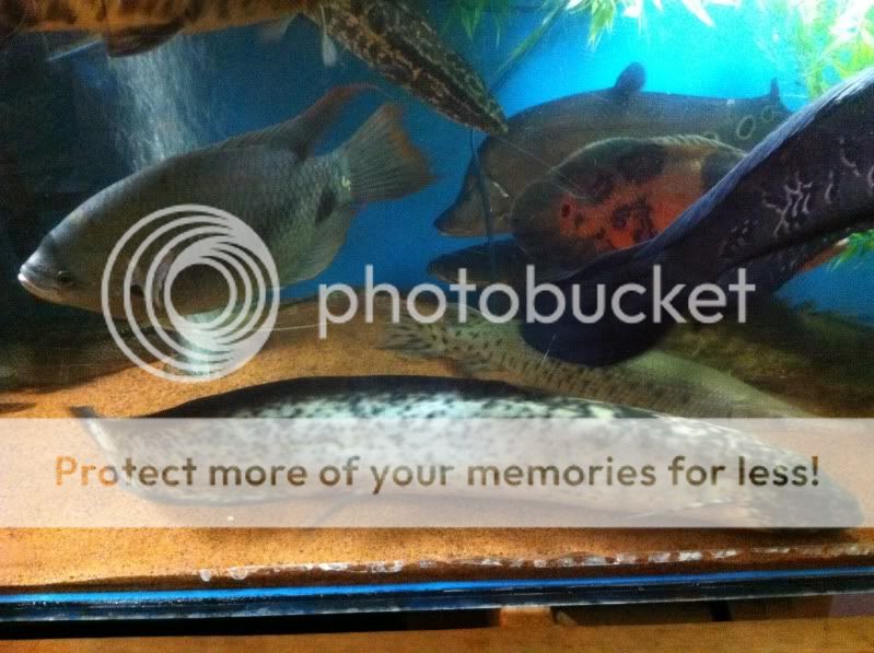 Albino, Leucistic, Xanthic, Melanistic, etc. Fish | Page 33 ...