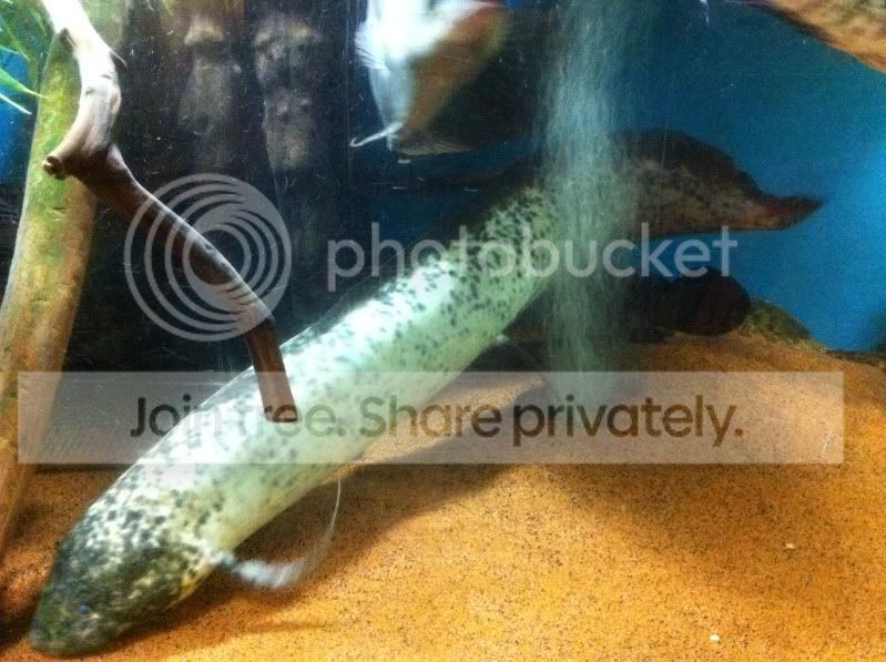 Albino, Leucistic, Xanthic, Melanistic, etc. Fish | MonsterFishKeepers.com
