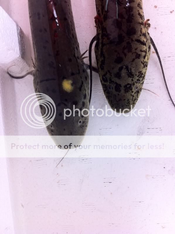 New* Rare African Lungfish | MonsterFishKeepers.com
