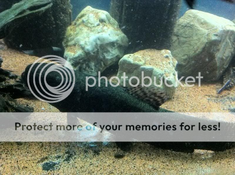 Hoplias malabaricus and Hoplias curupira | MonsterFishKeepers.com