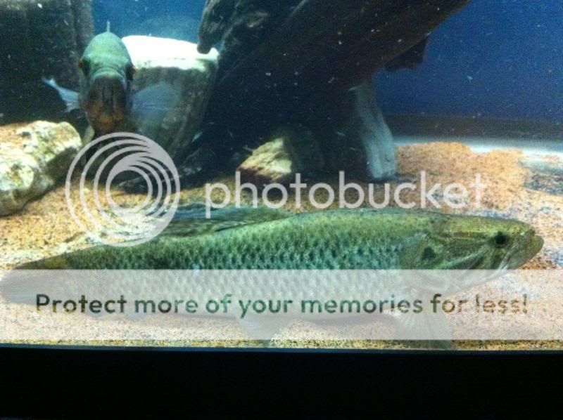 Hoplias malabaricus and Hoplias curupira | MonsterFishKeepers.com