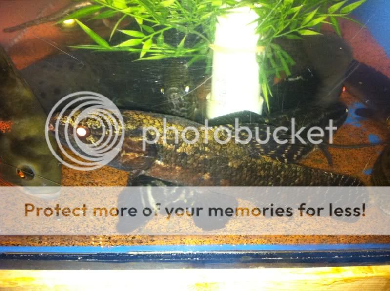 Blackwolf (Hoplias Curupira "Choco, Columbia") | MonsterFishKeepers.com