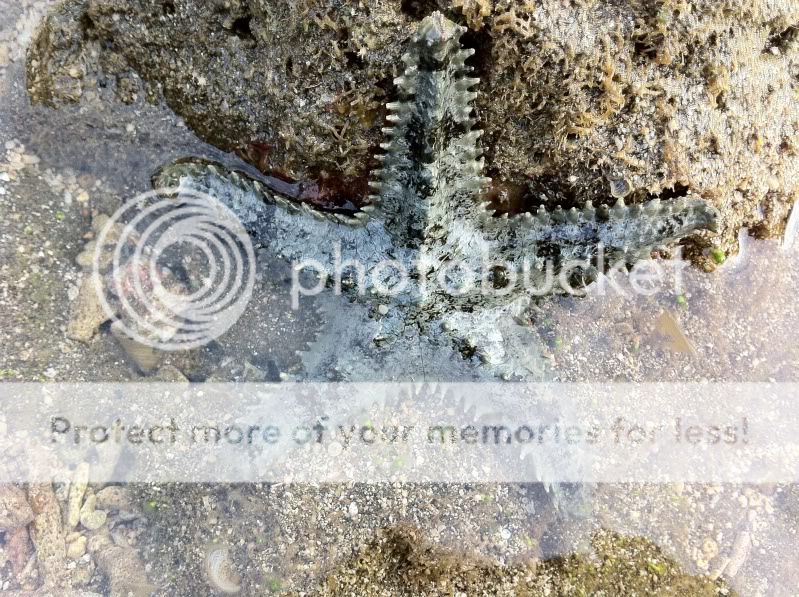 Wild Saltwater Creatures. | British Columbia Aquarium Forums