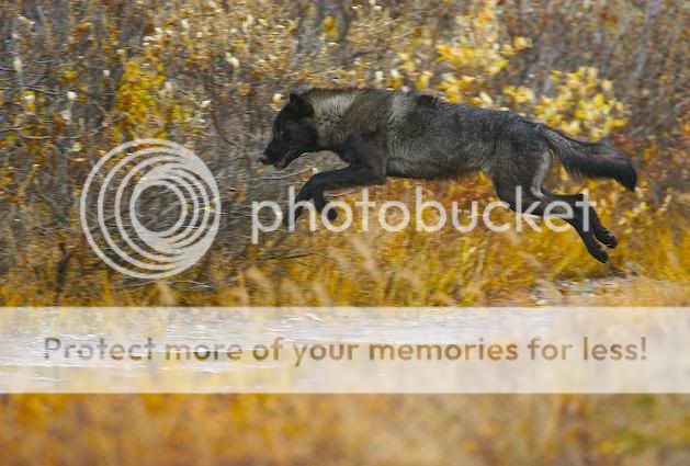 Black Wolf Jumping Across The River Photo by WolfsRain1234 | Photobucket