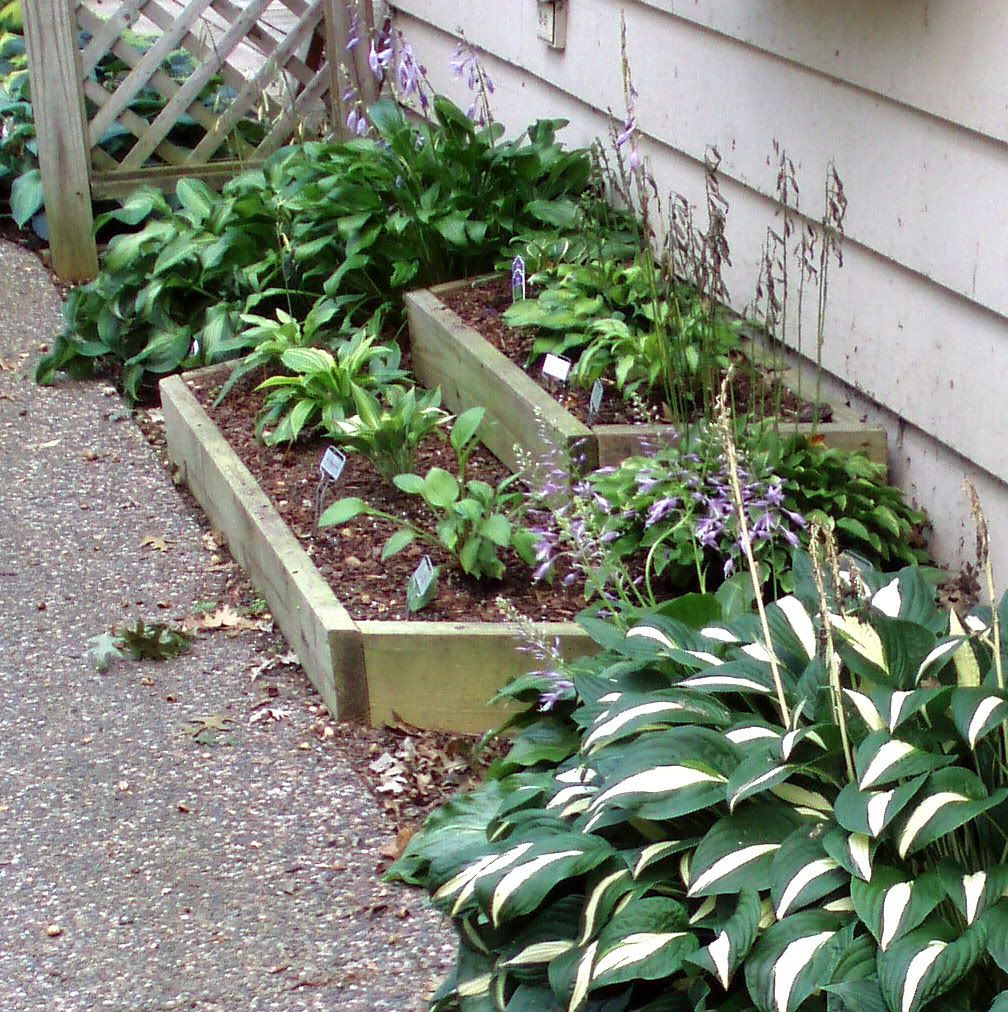 Pictures Of Hosta Beds at Dan Showers blog