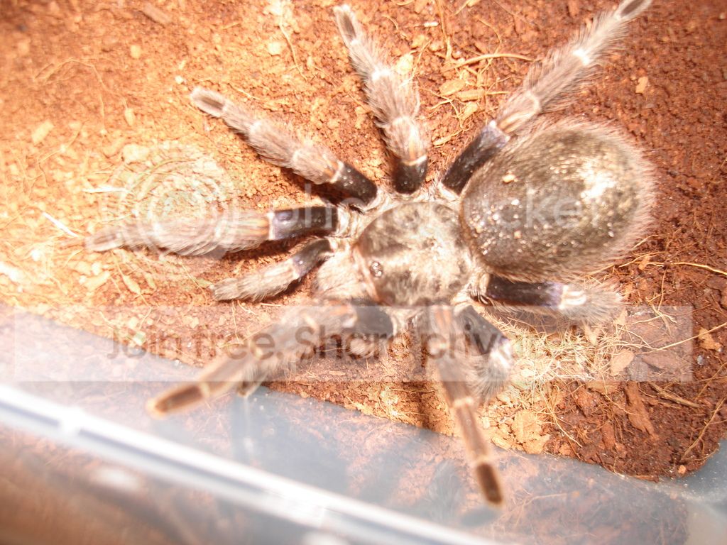 SW England - Tarantulas for sale | Reptile Forums