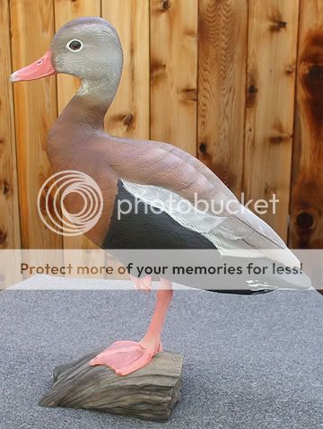 southern ducks | Duck Hunting Forum